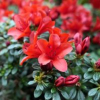 The Ruby Blossom – Learning and Living the Life God called me to